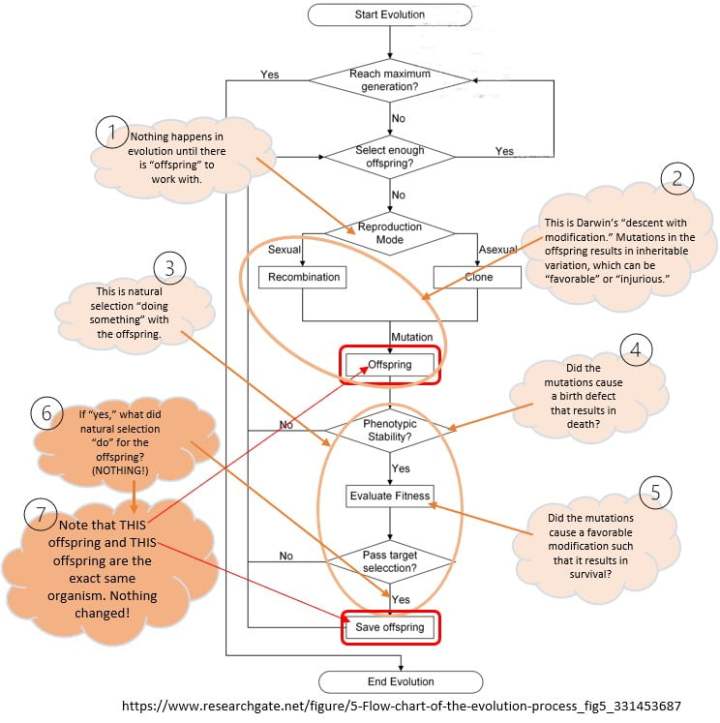 Researchgate.net flow chart: Natural Selection Does Nothing – The ...